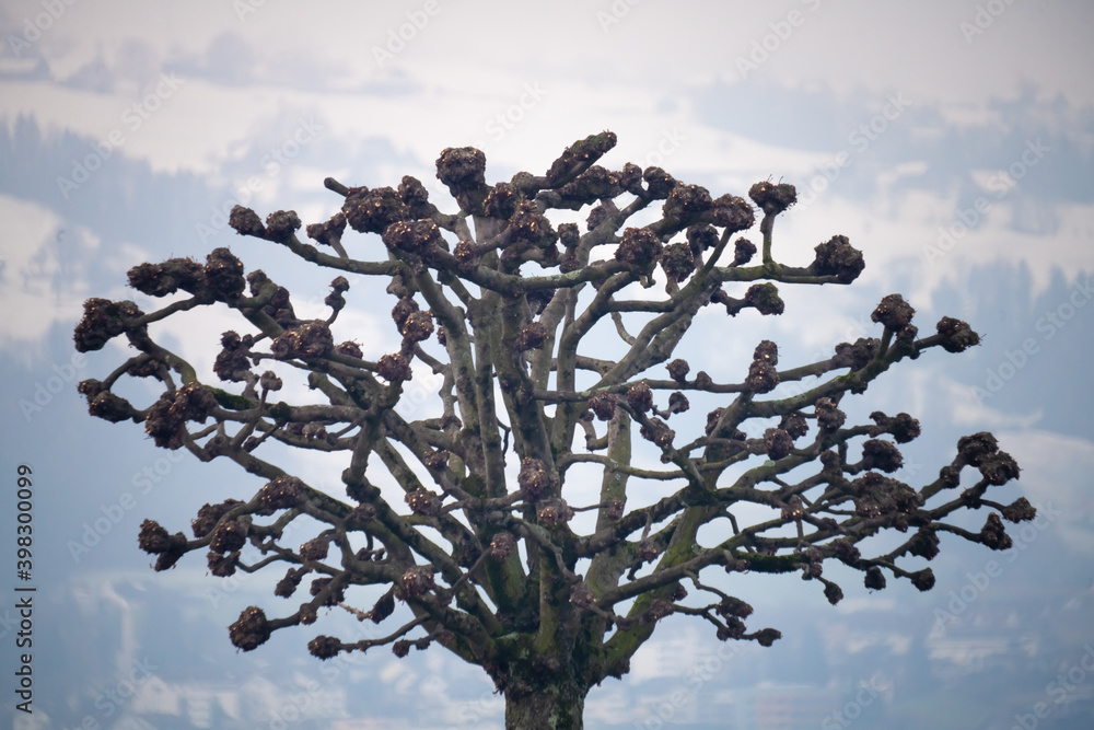 The unique beauty of the silhouette of pollarded plane (Platanus) trees ...
