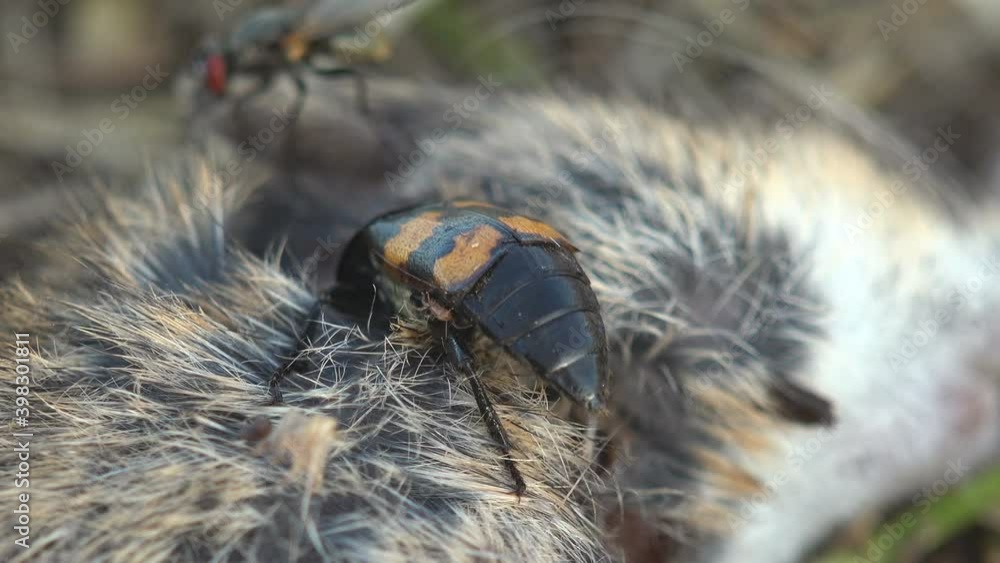 Vidéo Stock Nicrophorus marginatus feeds on dead mouse, Burying beetles ...