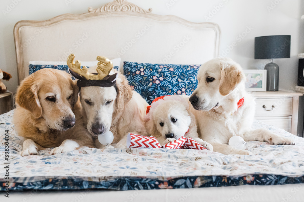 Dog family portrait Stock Photo | Adobe Stock