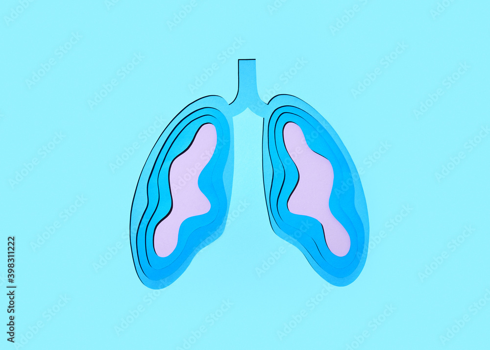 Papercraft model of human's lungs. Stock Photo | Adobe Stock