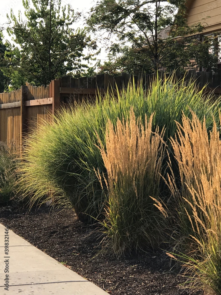 Ornamental grasses, Karl Foerster grass and Miscanthus, in a garden ...