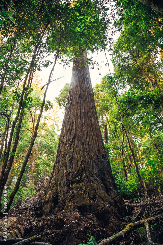 Poster Hyperion Tree, the Tallest Tree in the World, Redwoods National ...