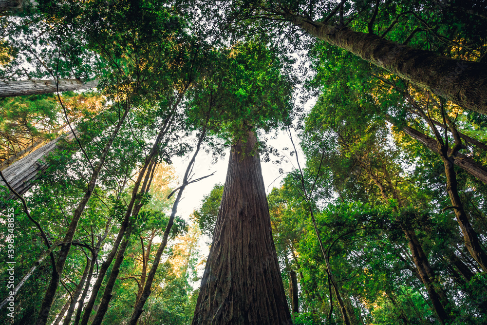 Foto de Hyperion Tree, the Tallest Tree in the World, Redwoods National ...