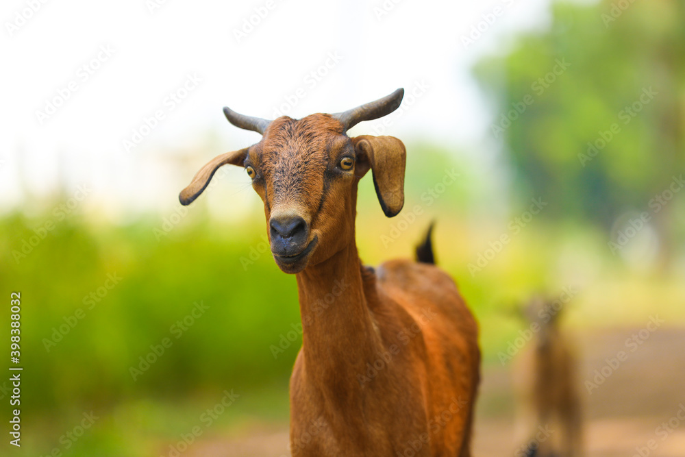 indian goat on street, rural india. Stock Photo | Adobe Stock
