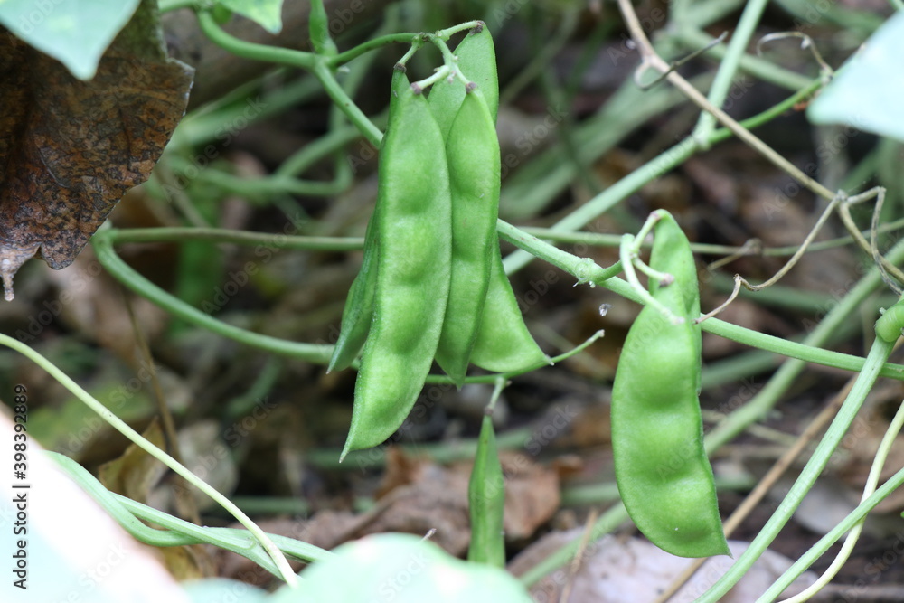 Hyacinth seeds also called by names avarekai or avarekalu which is a ...