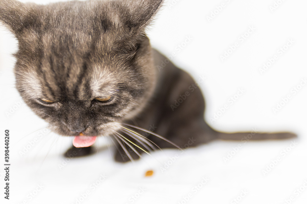 Black adorable kitten on white background. Black cat is nibbling on ...