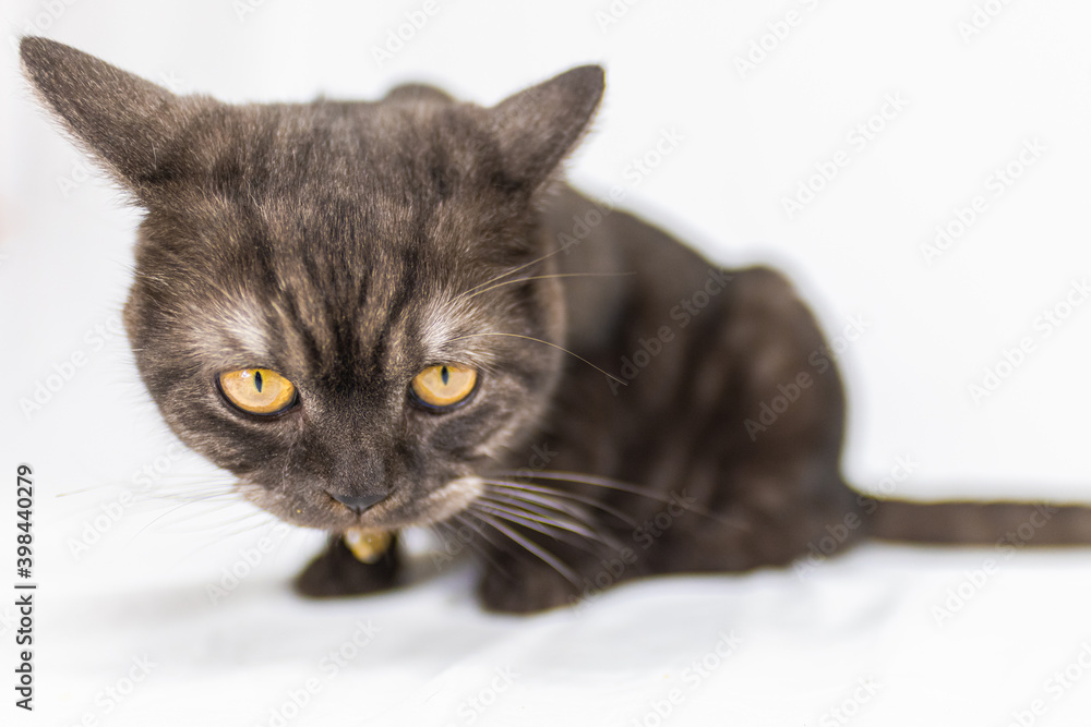 Black adorable kitten on white background. Black cat is nibbling on ...