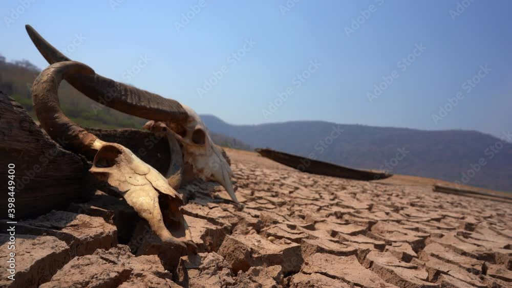 Skull animals on cracked ground in nature, hills or mountain and lake ...