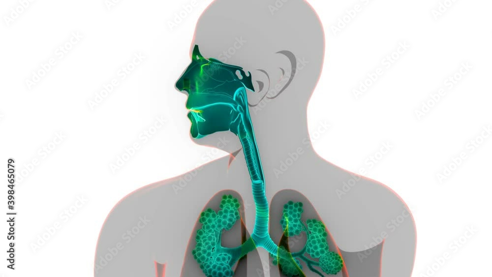 Human Respiratory System Lungs with Alveoli Anatomy Animation Concept ...