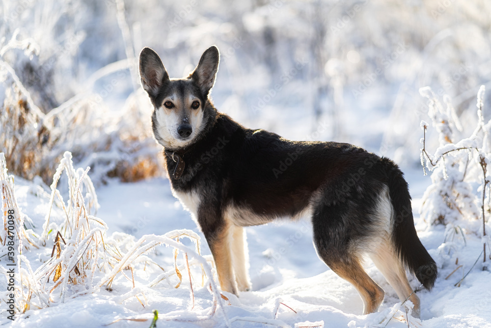 cute black and white big dog mongrel on a winter background Stock Photo ...