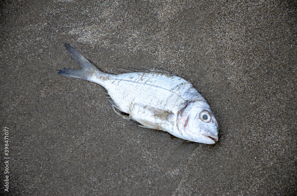 Body of death fish on the beach near sea. Water pollution concept ...