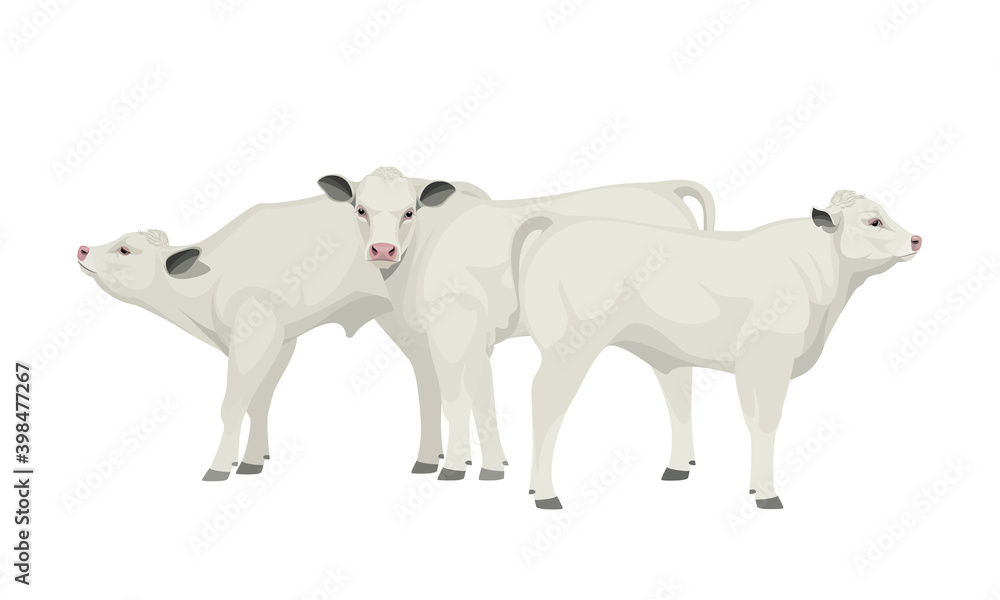 Farm animal - Calves. Belgian Blue - The Best Beef Cattle Breeds ...