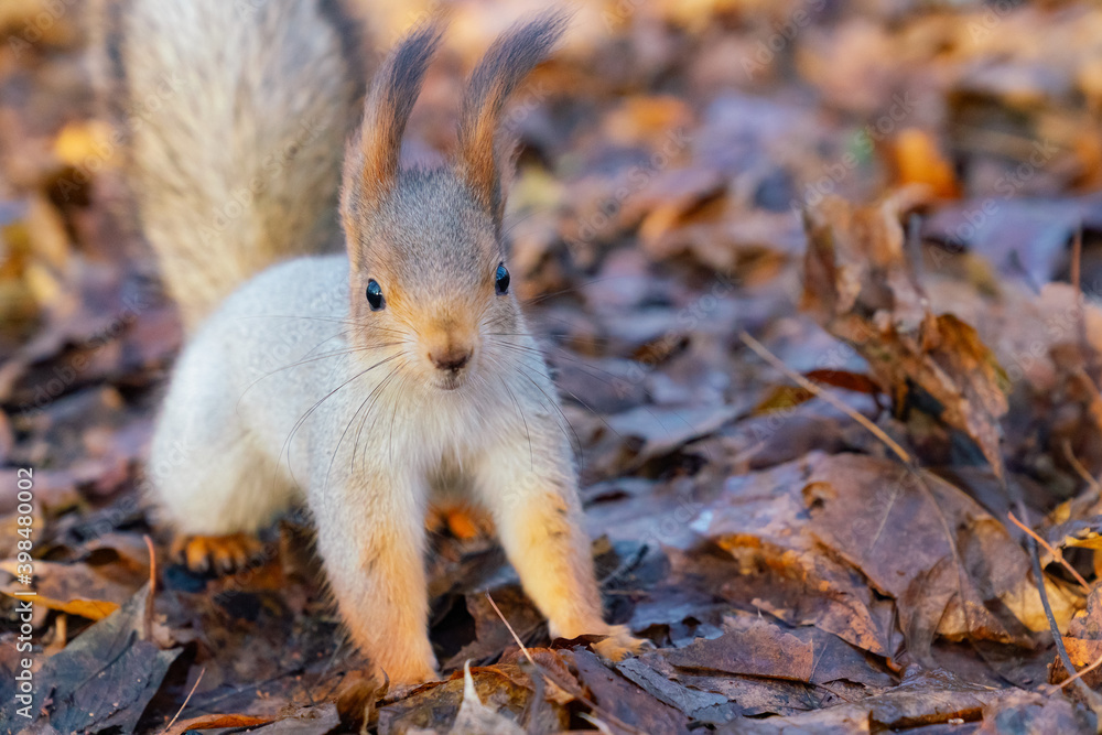 Cute red squirrel play in the autumn park. Furry red squirrels in ...