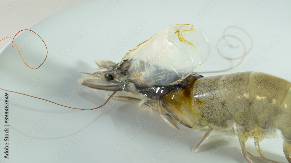 White shrimp, open head shell. part of shrimp body. showing part of ...