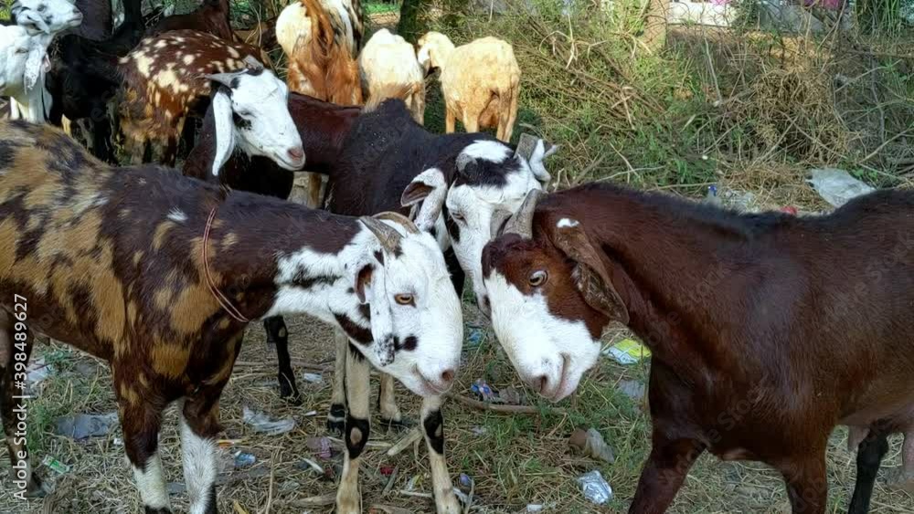 Two angry goats fighting with horns at the animals farm house in India ...