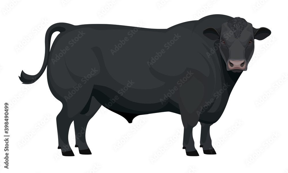 Farm animal - Black Bull. Aberdeen Angus - The Best Beef Cattle Breeds ...