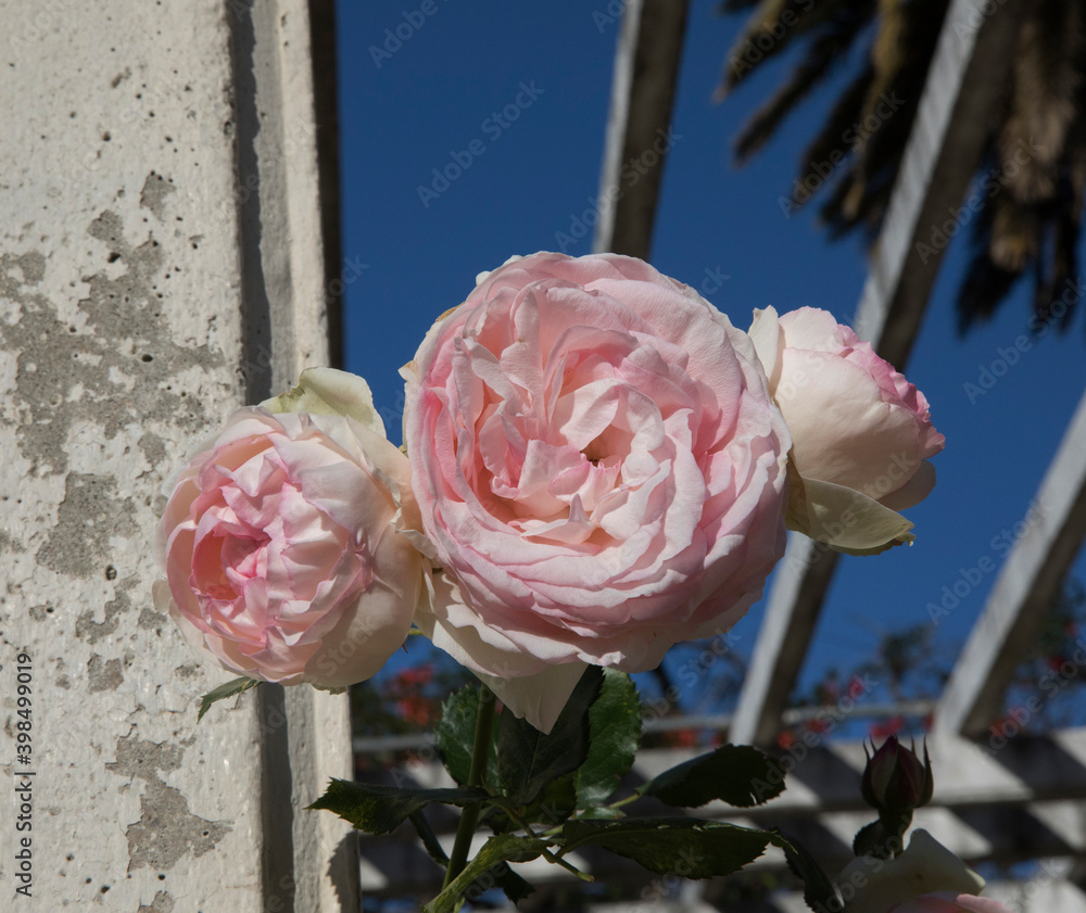 Spring flowers. Roses blossom in the garden. Closeup view of climbing ...