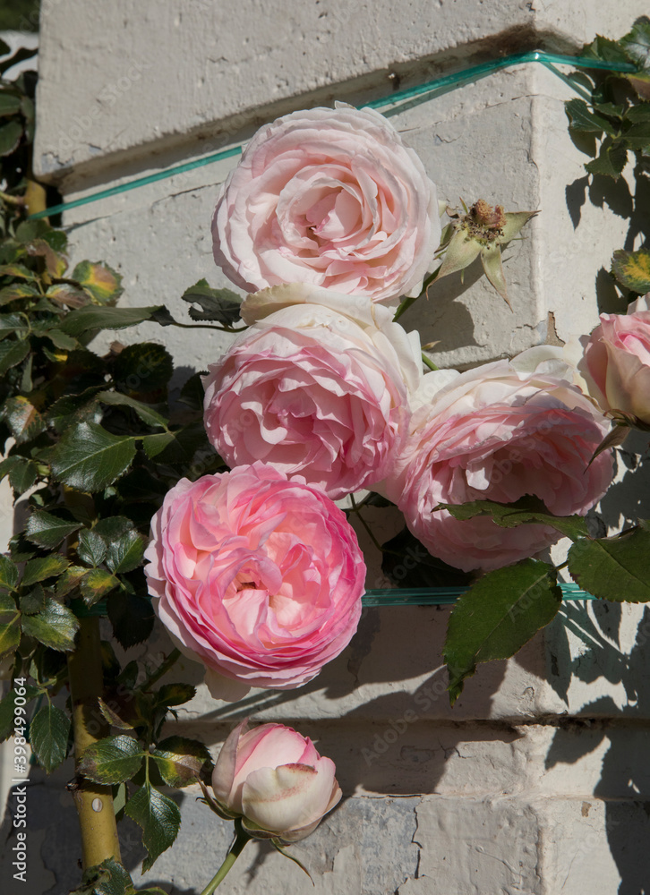 Spring flowers. Roses blossom in the garden. Closeup view of climbing ...