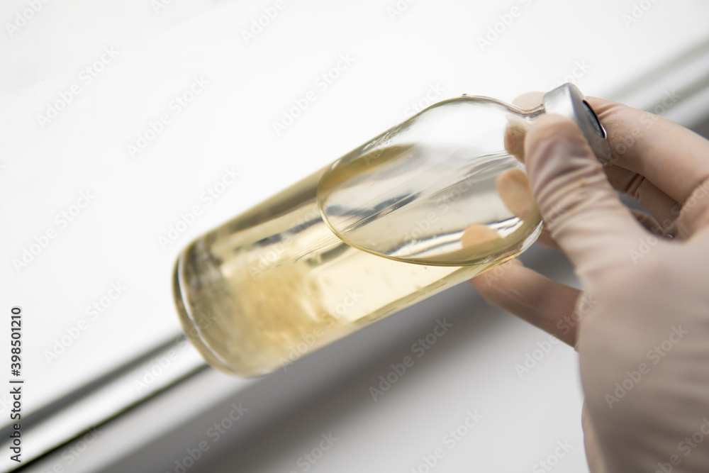 Grow Magic mushroom. Psilocybin mushroom. Liquid culture of mycelium ...