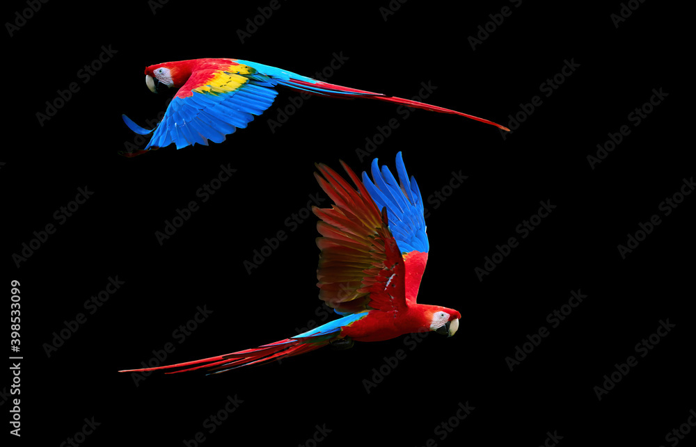 Two red parrots, isolated on black background. Bright red and blue ...