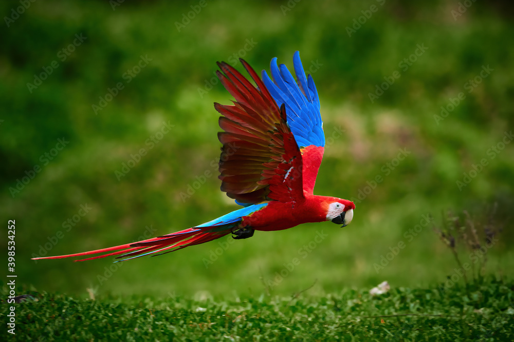 Flying ara parrot, isolated on blurred green background. Bright red and ...