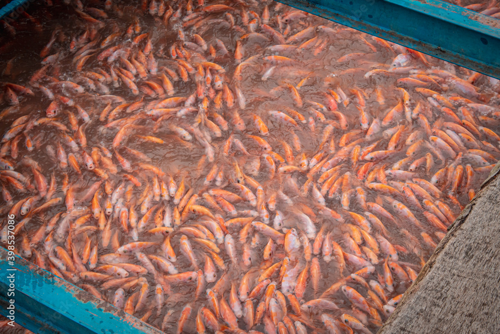 Local floating fish farm in Vietnam on the Mekong Delta used to farm ...