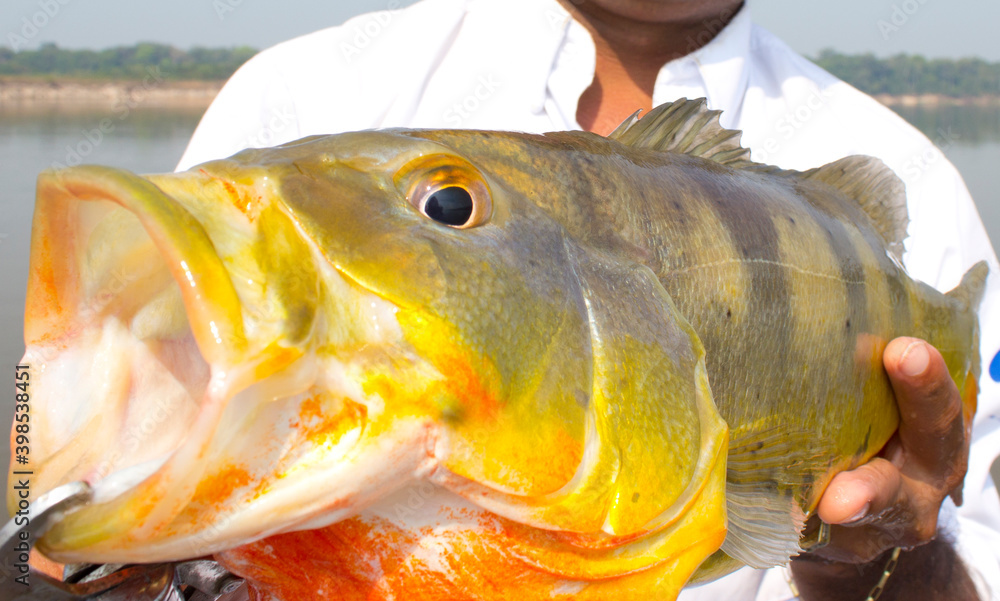 Foto de PEIXE TUCUNARÉ AMAZÔNICO do Stock | Adobe Stock
