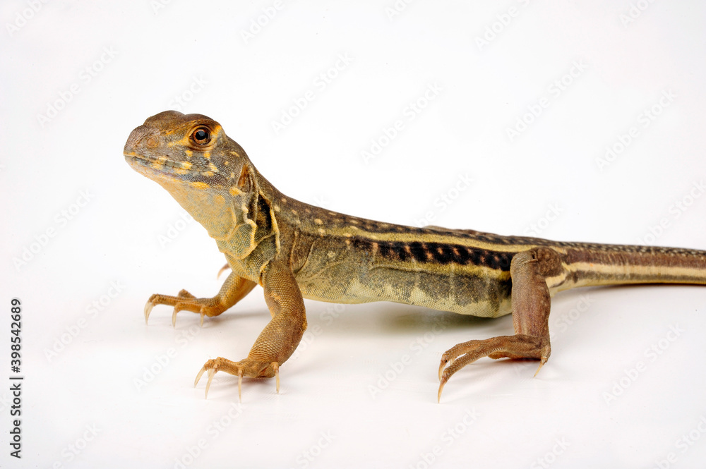 Common butterfly lizard // Prachtschmetterlingsagame (Leiolepis ...