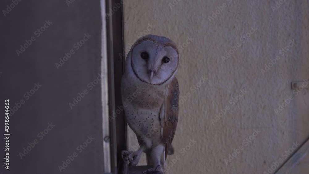 Vidéo Stock barn owl in the window of the home building looking in ...