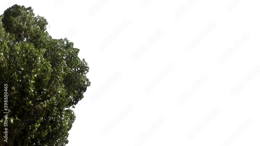 Real tree corner liquidambar isolated in movement - 08 sunny day with ...