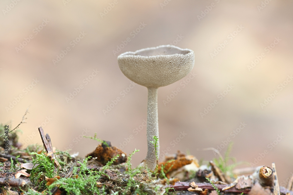 Helvella macropus, also called Helvella bulbosa, commonly known as Felt ...