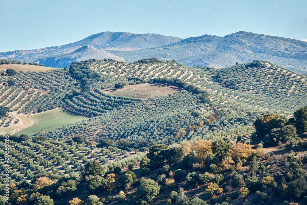 Andalusian countryside landscape with hills planted with olive trees ...