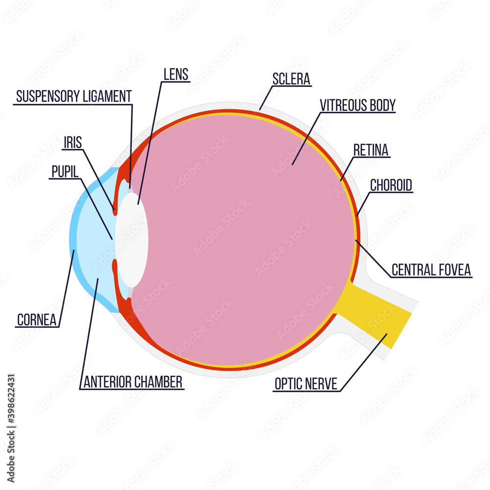 Vector illustration: anatomical structure of the eye with captions ...