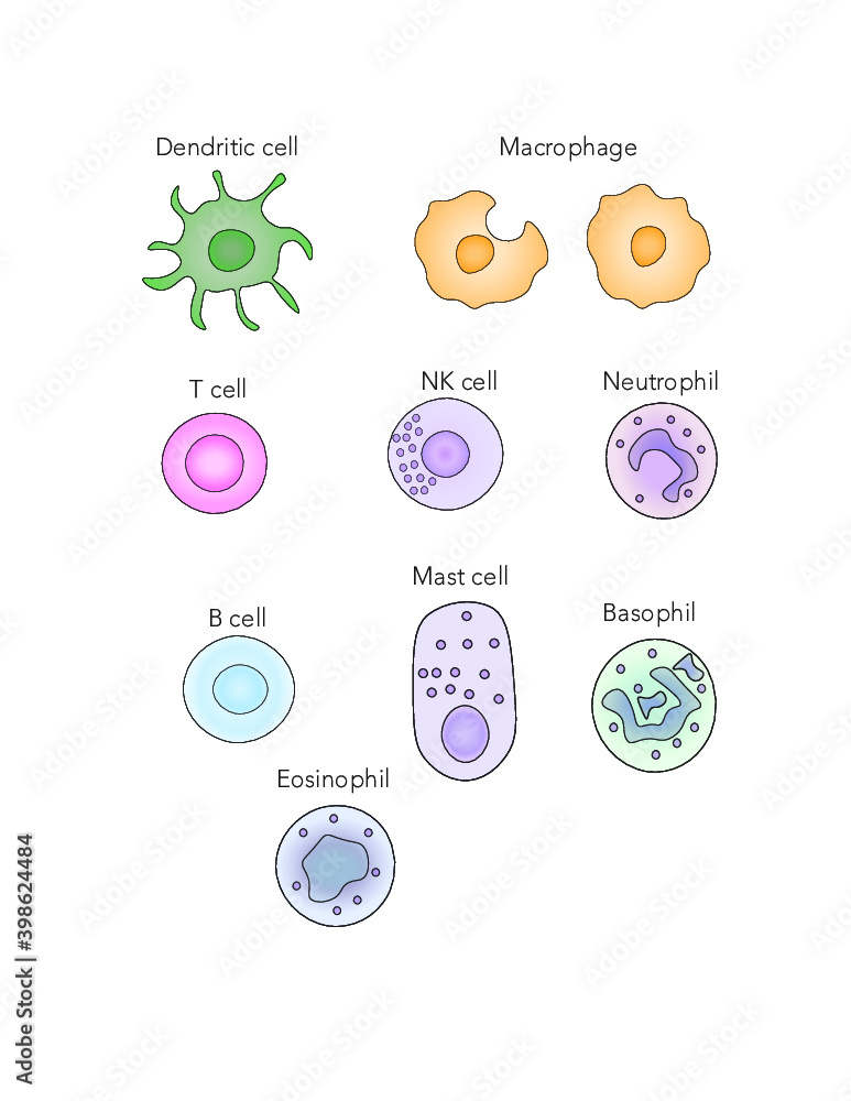 Immune cells [dendritic cell, macrophage, eosinophil, mast cell, NK cell, neutrophil, T and B ...