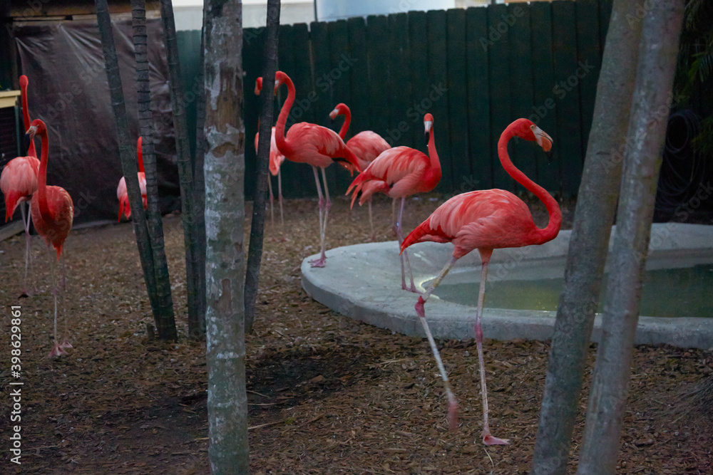 Flamingos running around a yard and pool at a zoo in early evening ...