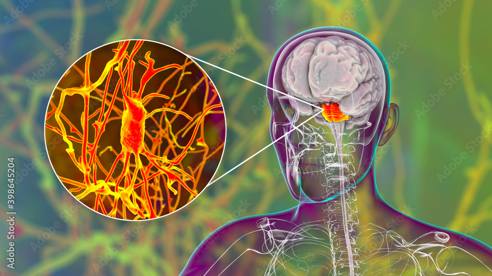 Neurons, brain cells, located in the pons Varolii of the human brain ...