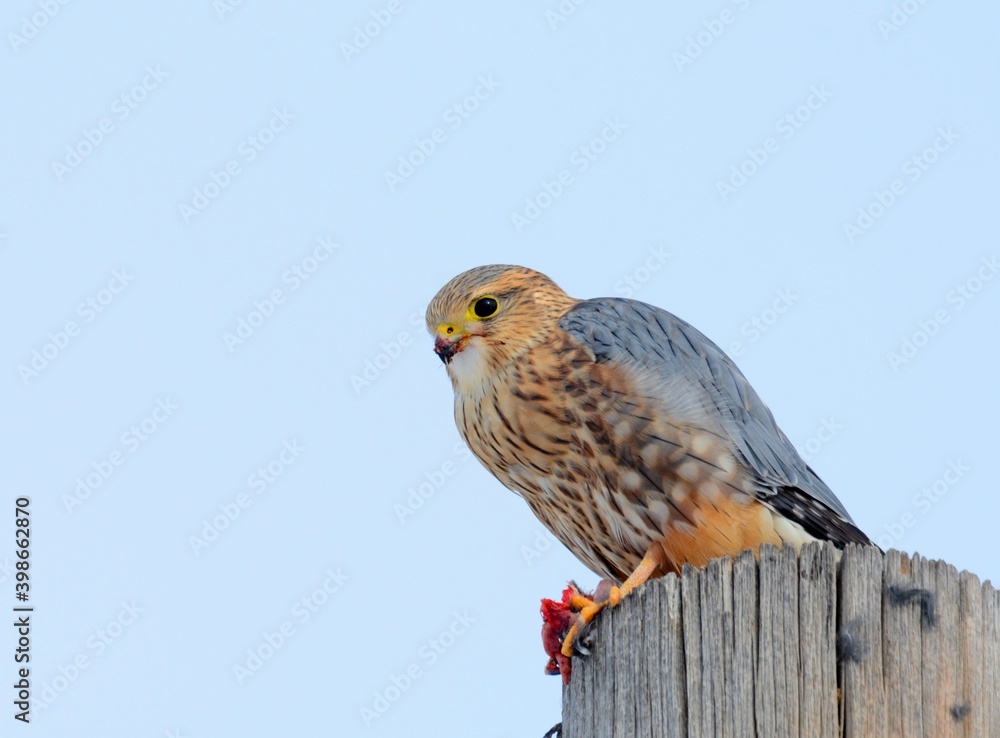 A Merlin eats a small mammal on a telephone pole on the Colorado ...