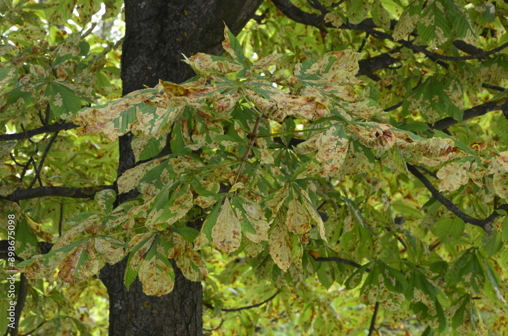 Leaves of the chestnut tree, infested by the chestnut mining moth Stock ...