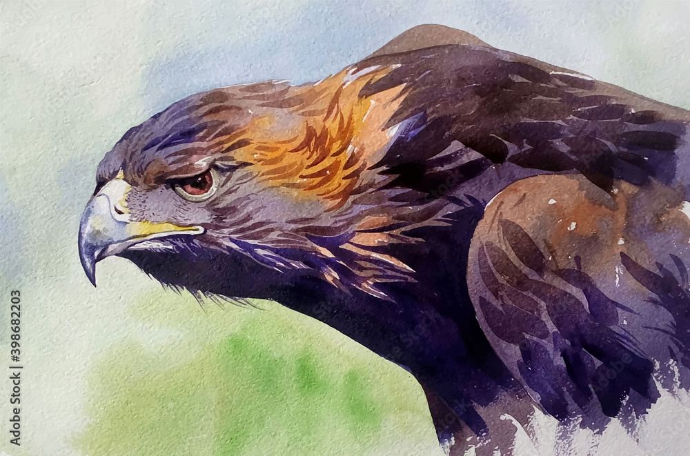 Hand drawn watercolor red tailed eagle illustration Premium Vector ...