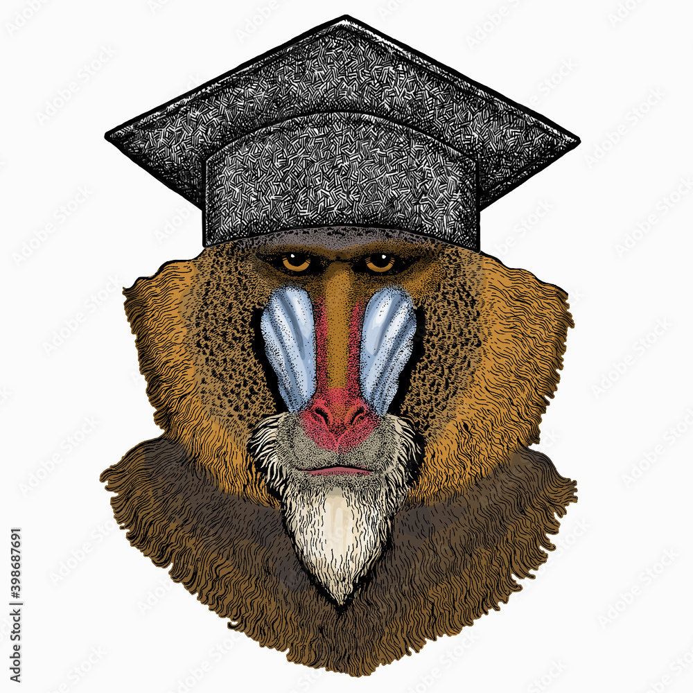 Baboon, monkey, ape. Square academic cap, graduate cap, cap ...