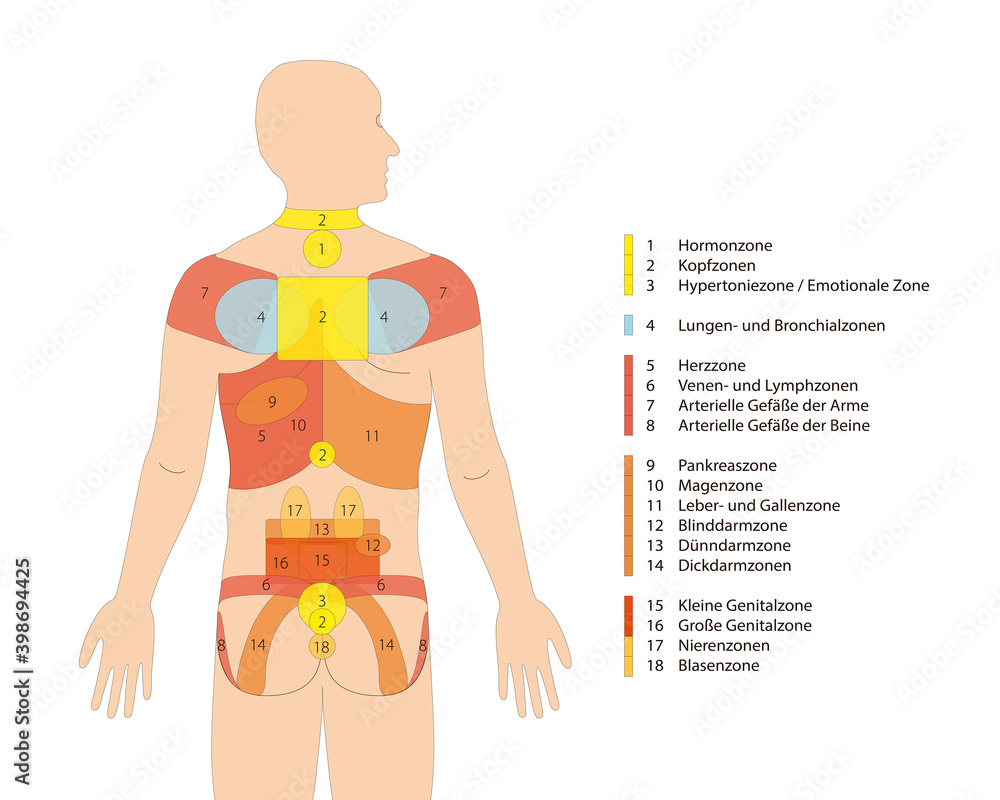 Bindegewebsmassage - Reflexzonen am Rücken mit deutscher Beschriftung Stock Illustration | Adobe ...