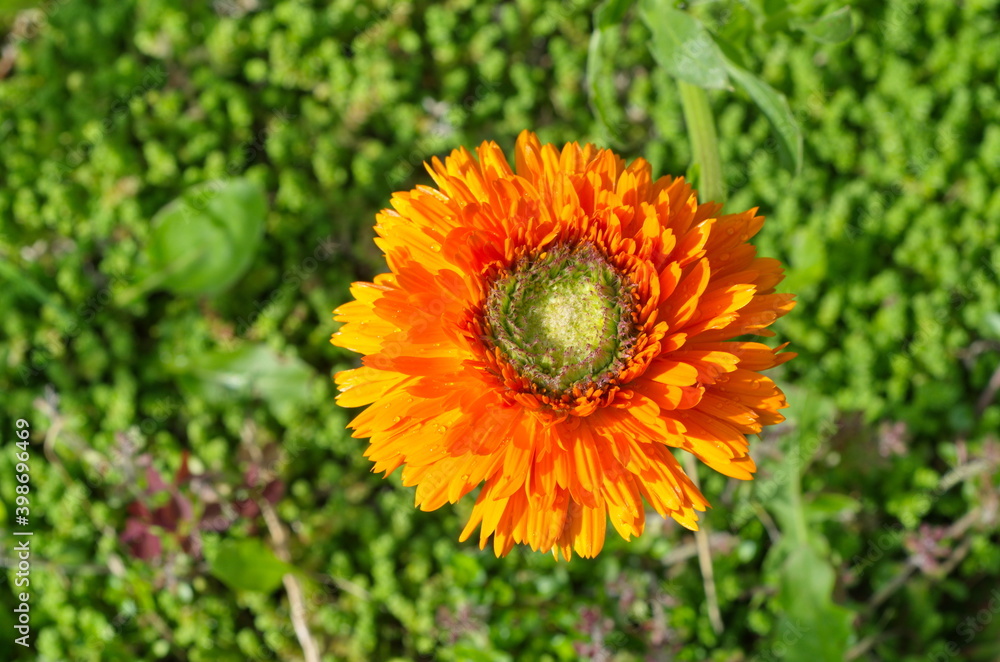 Calendula varieties "Green heart" (lat. Calendula officinalis) blooms ...