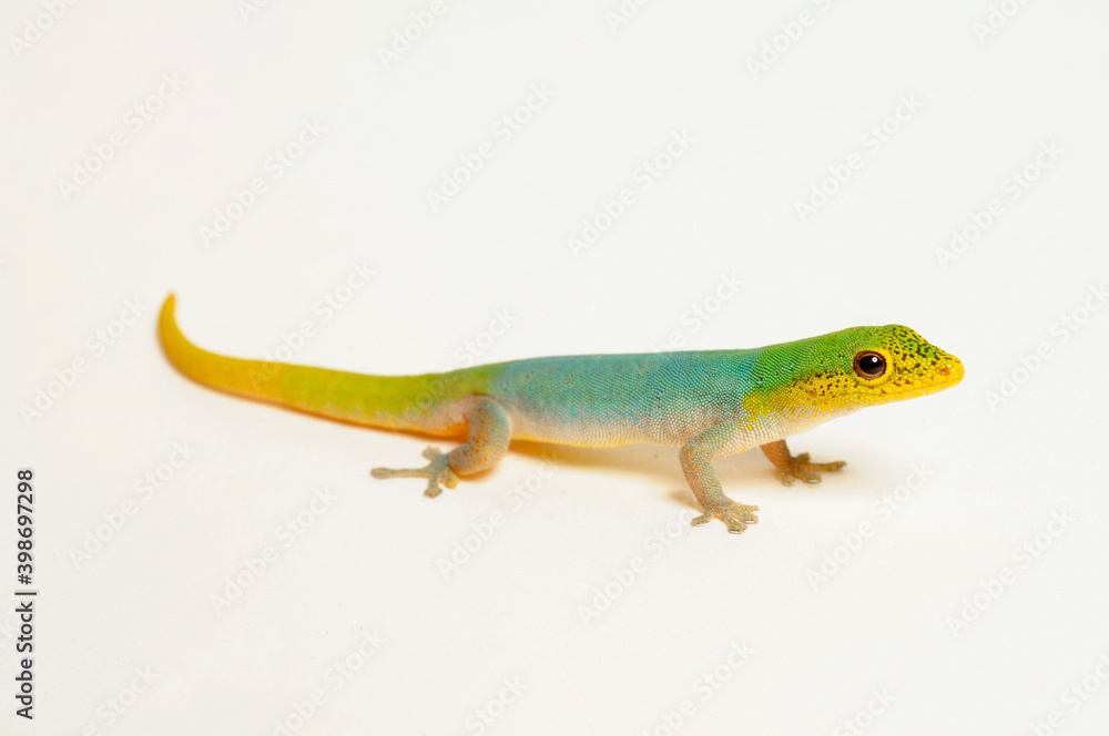 Cameroon dwarf gecko // Conrau`s Zwerggecko (Lygodactylus conraui ...