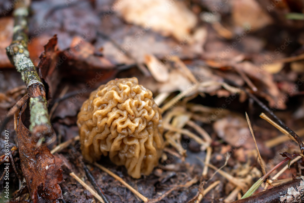 Gyromitra gigas, commonly known as the snow morel, snow false morel ...