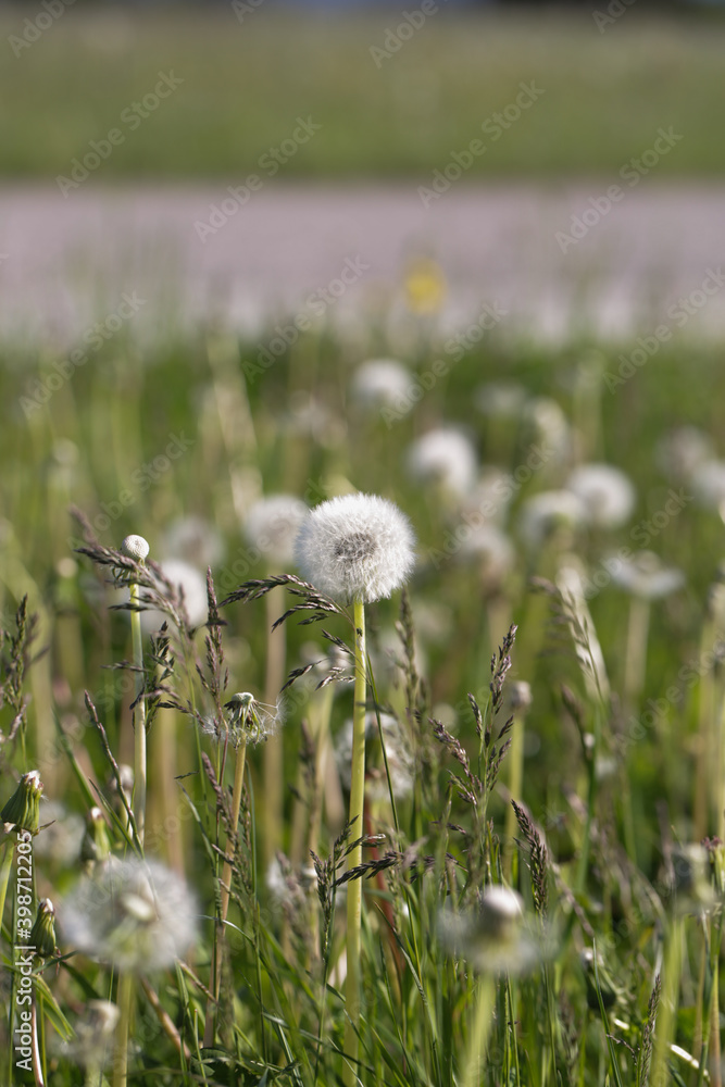 Wiese voller Pusteblumen Stock Photo | Adobe Stock