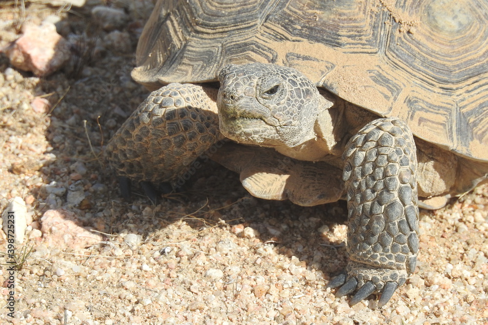Desert Tortoise, Mojave Desert, California. This amazing reptile ...
