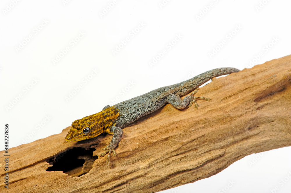 Painted Dwarf Gecko // Gelbkopf Zwerggecko (Lygodactylus picturatus ...