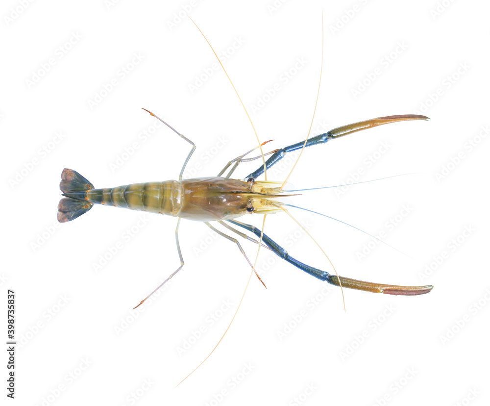 Fresh prawns, river prawns that live in freshwater, natural tropics ...