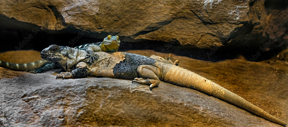 Chuckwalla, latin name - Sauromalus obesus and Baja blue rock lizard ...
