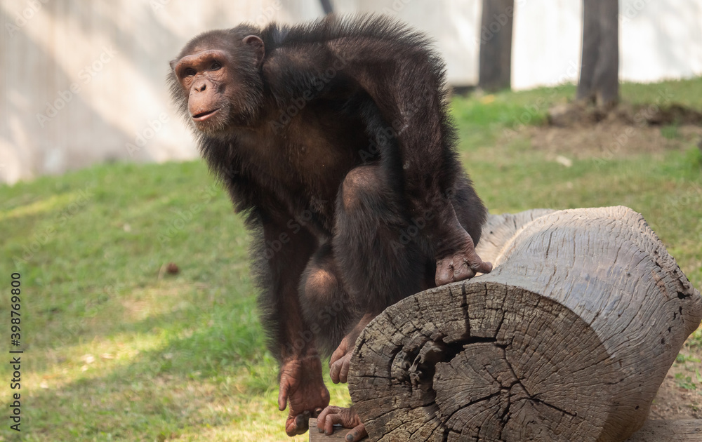 Chimpanzee ape sitting on a fallen tree trunk makes a cute expression ...